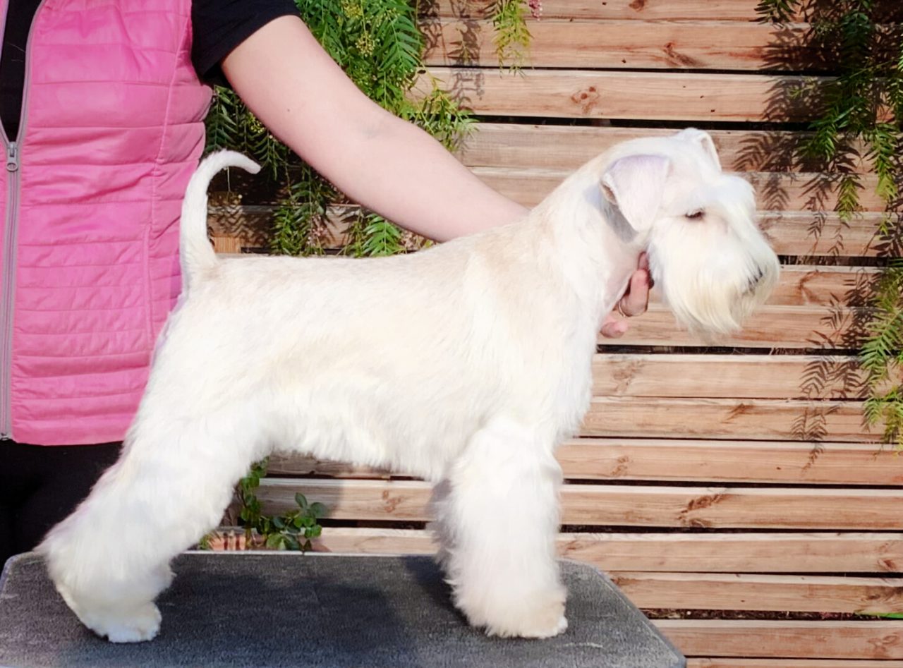 Schnauzer Miniatura Blanco - Blaylock Kennel