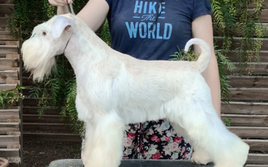 Schnauzer Miniatura Blanco - Blaylock Kennel